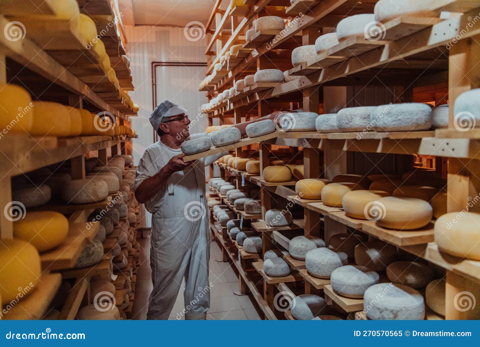 A Worker at a Cheese Factory Sorting Freshly Processed Cheese on Drying ...