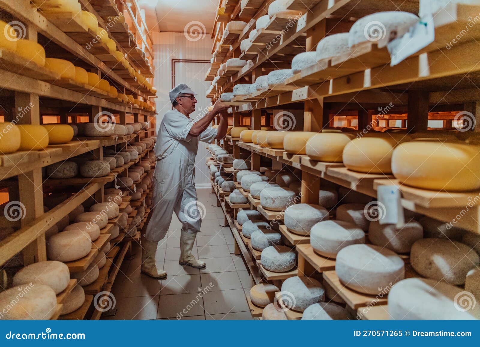 A Worker at a Cheese Factory Sorting Freshly Processed Cheese on Drying ...