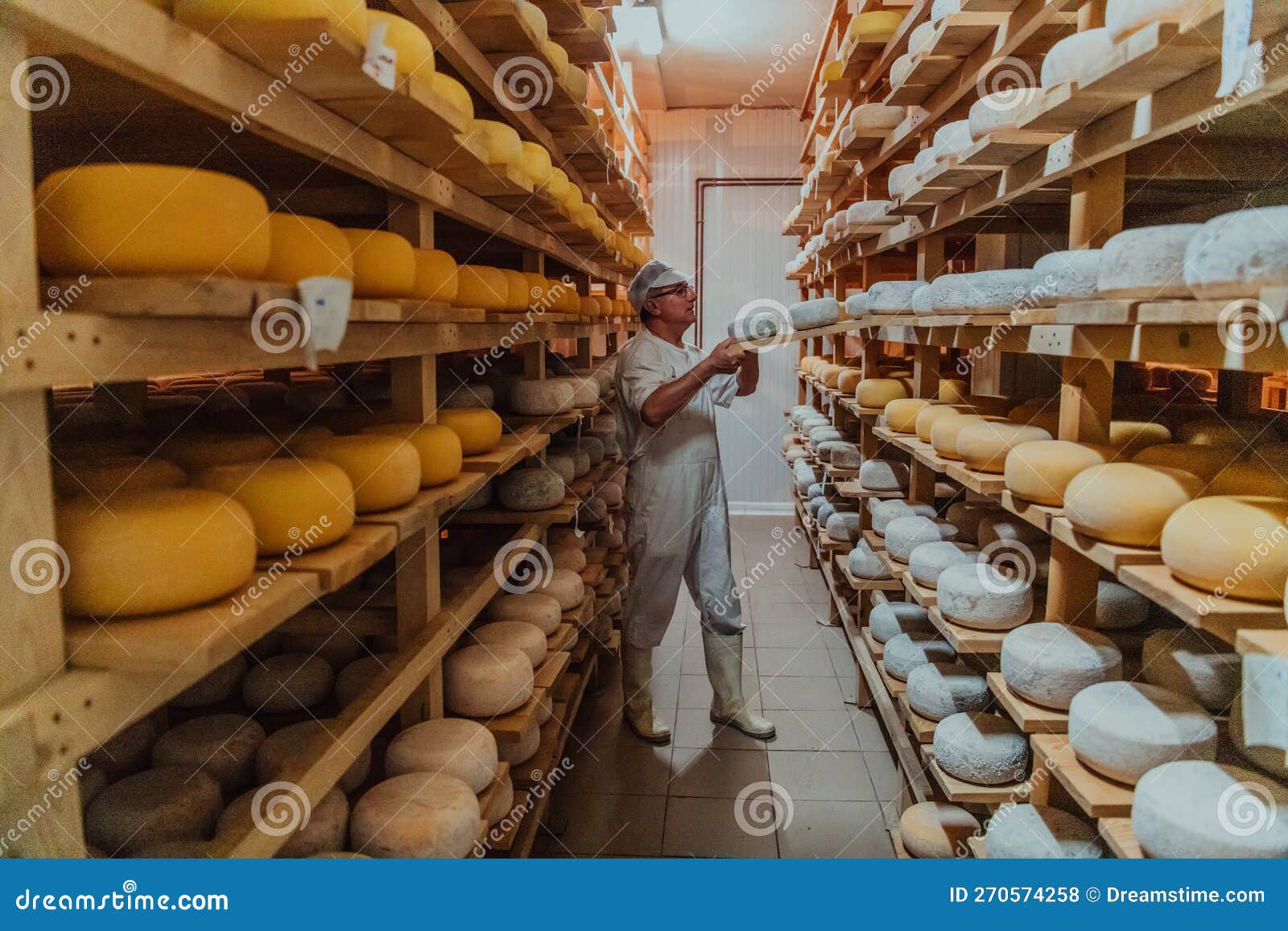 A Worker at a Cheese Factory Sorting Freshly Processed Cheese on Drying ...