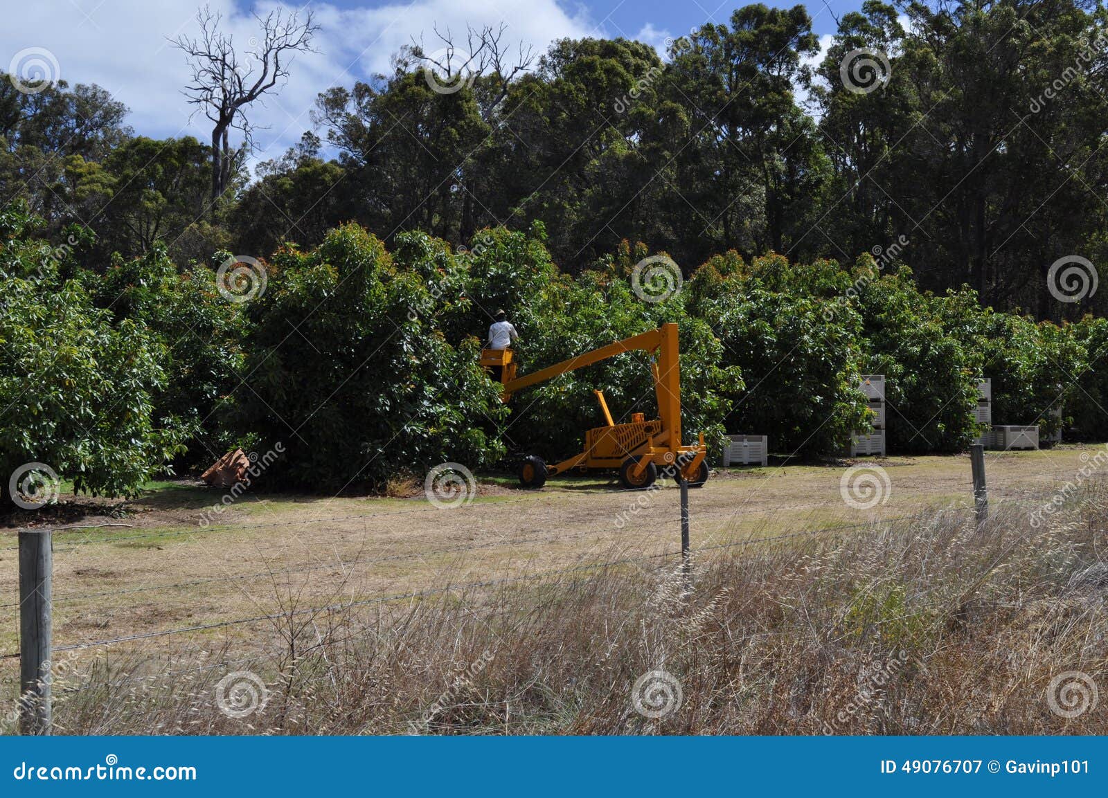 Worker in Cherry Picker Picking Fruit Avocados in Orchard Stock Image ...