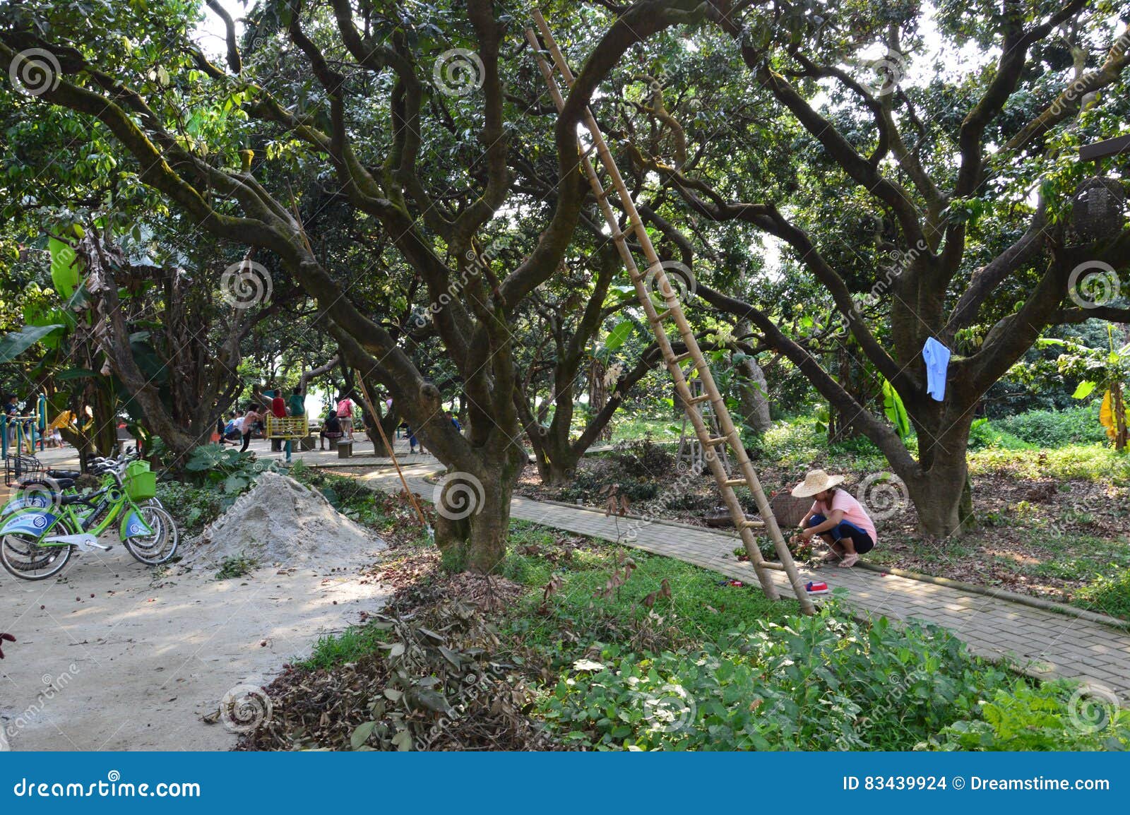 Worker at Chinese Fruit Farm Editorial Stock Image - Image of amazing ...