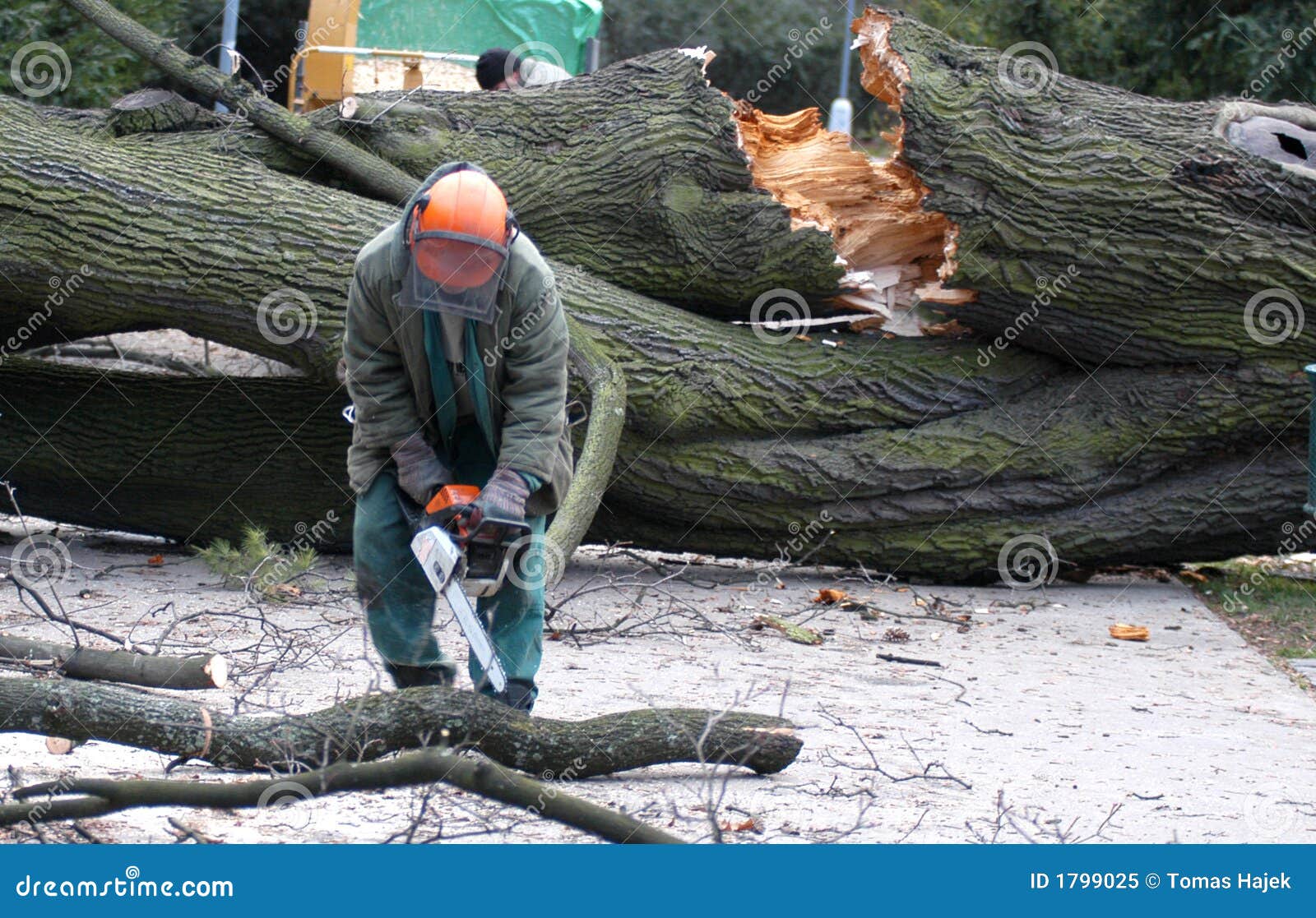Worker Clean the Fallen Tree Editorial Image - Image of storm, uprooted ...