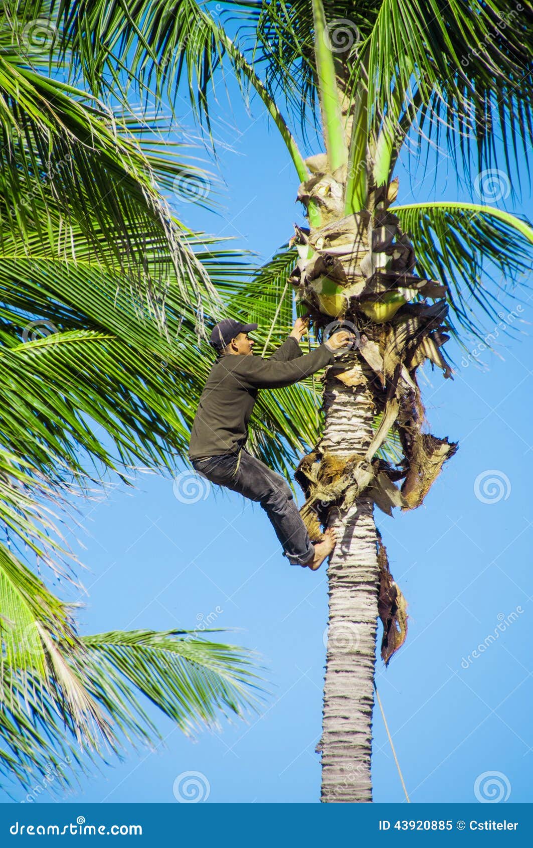 Worker climbing palm tree editorial image. Image of work - 43920885