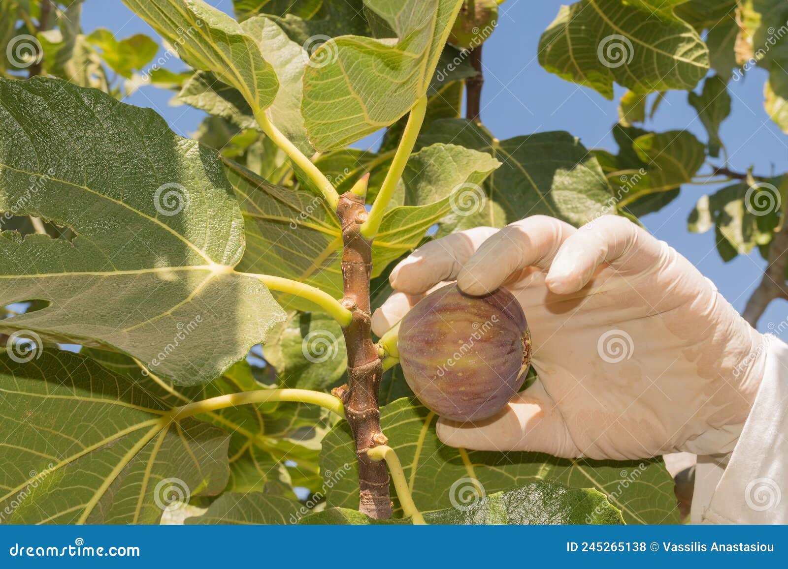 Worker Collecting a Ready Fig. Stock Photo - Image of vegetarian ...
