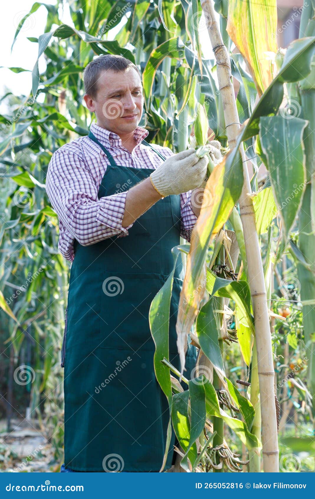 Worker Controlling Growth of Corn Stock Photo - Image of priming, bush ...