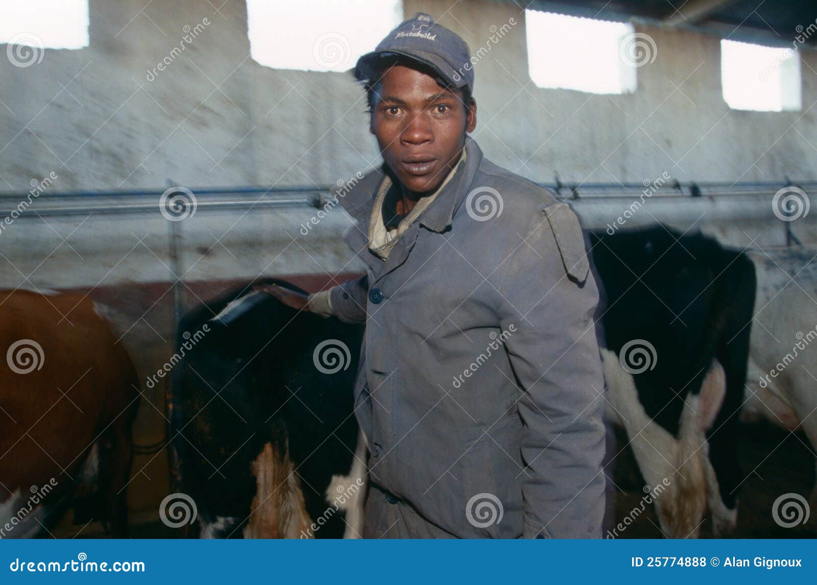 Worker in a Cow Barn, South Africa Editorial Stock Photo - Image of ...