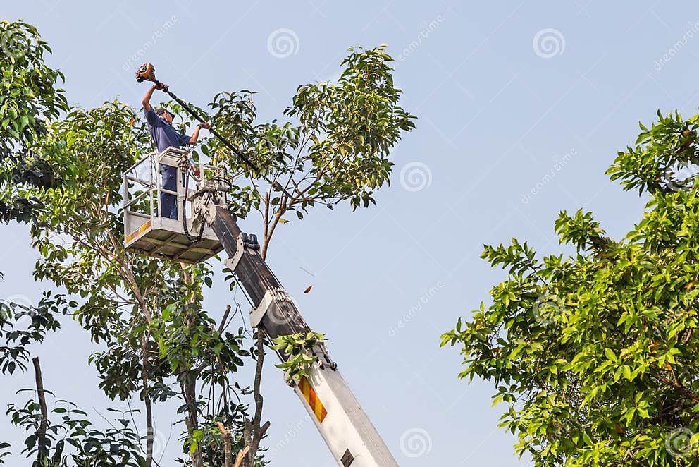 Worker on Crane Cutting Tree Branches with a Chain Saw Stock Photo ...