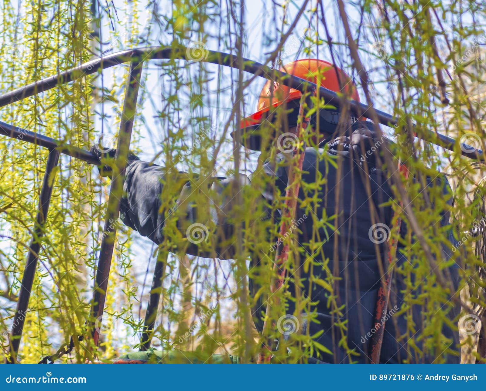 The Worker Cuts Branches of the Tree Editorial Photo - Image of pine ...