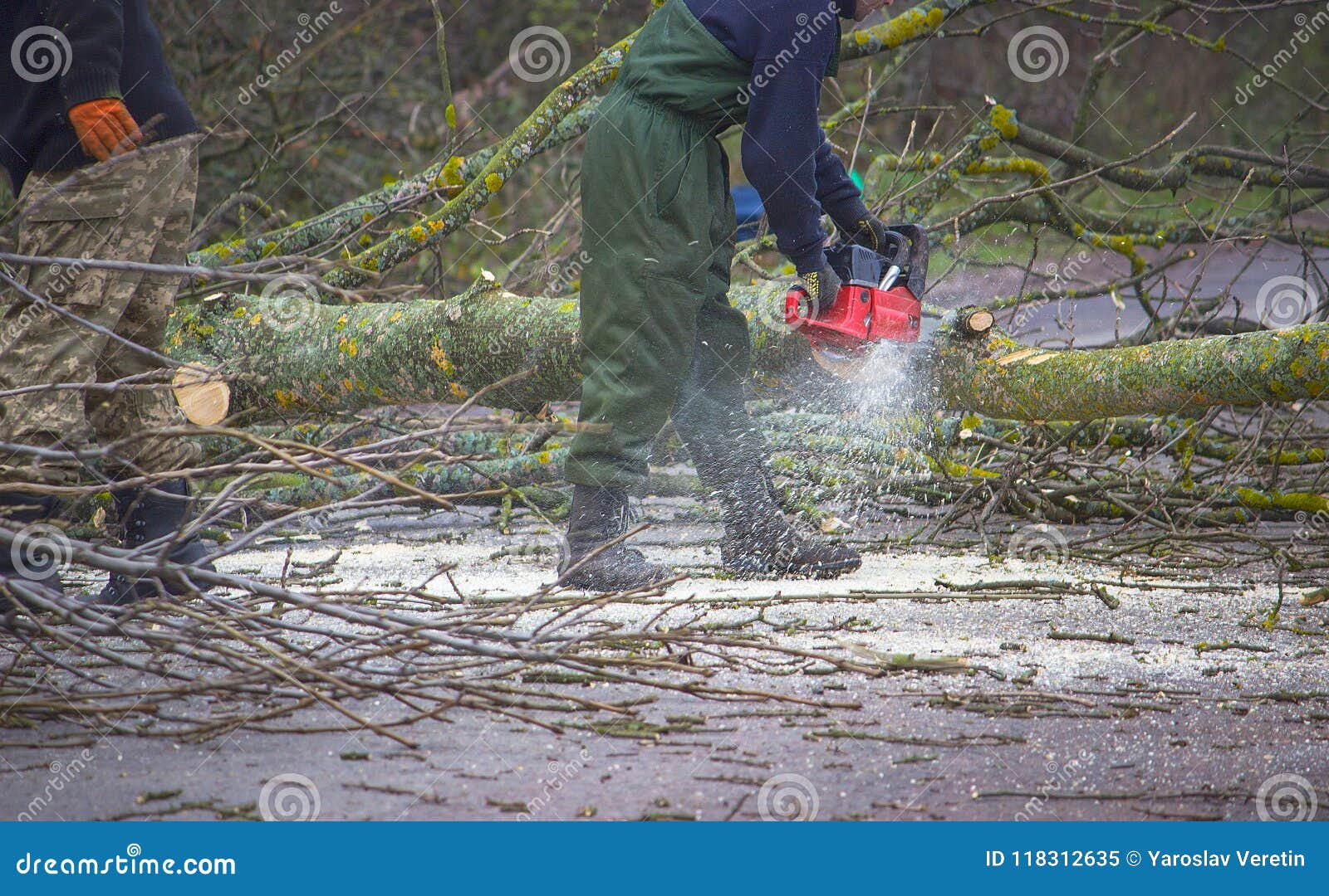 Worker Cuts a Fallen Tree on Road Editorial Image - Image of lumberjack ...