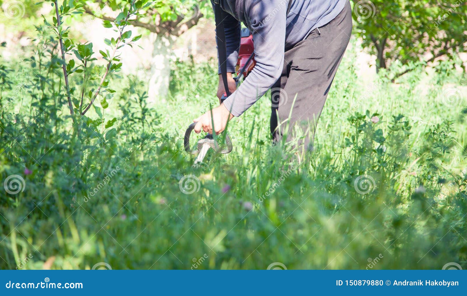 Worker Cutting Grass with a Grass Trimmer Stock Photo - Image of worker ...