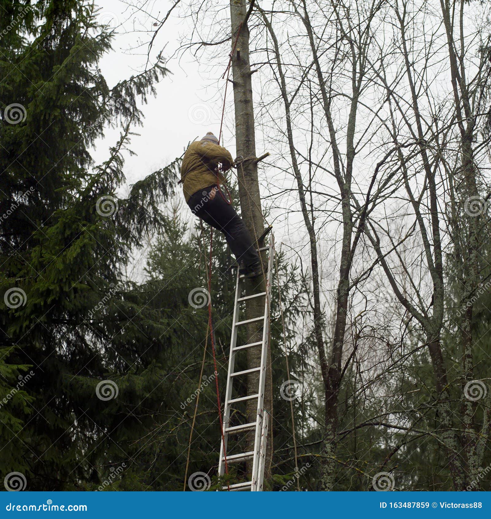 Worker cutting a tree stock image. Image of trunk, cutting - 163487859