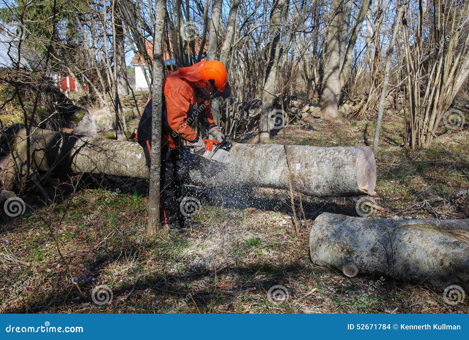Worker Cutting a Tree Trunk Stock Photo - Image of lumberjack, sawdust ...