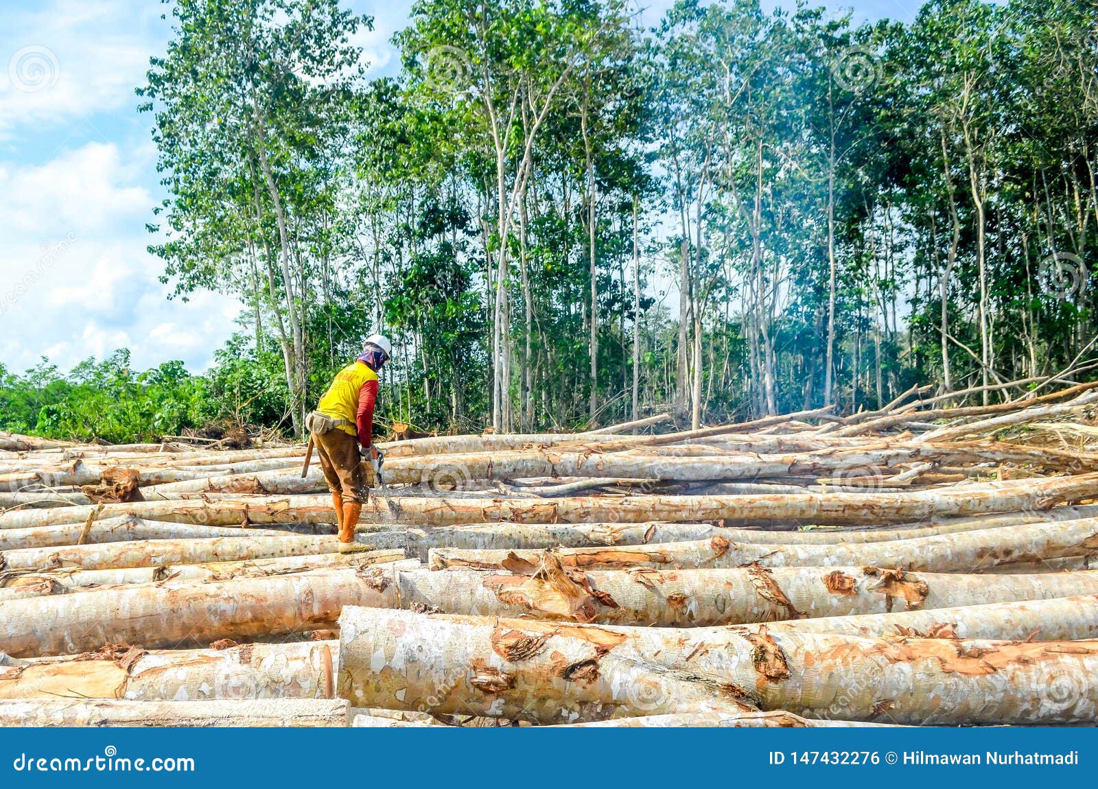 Worker cutting the trees stock photo. Image of forest - 147432276