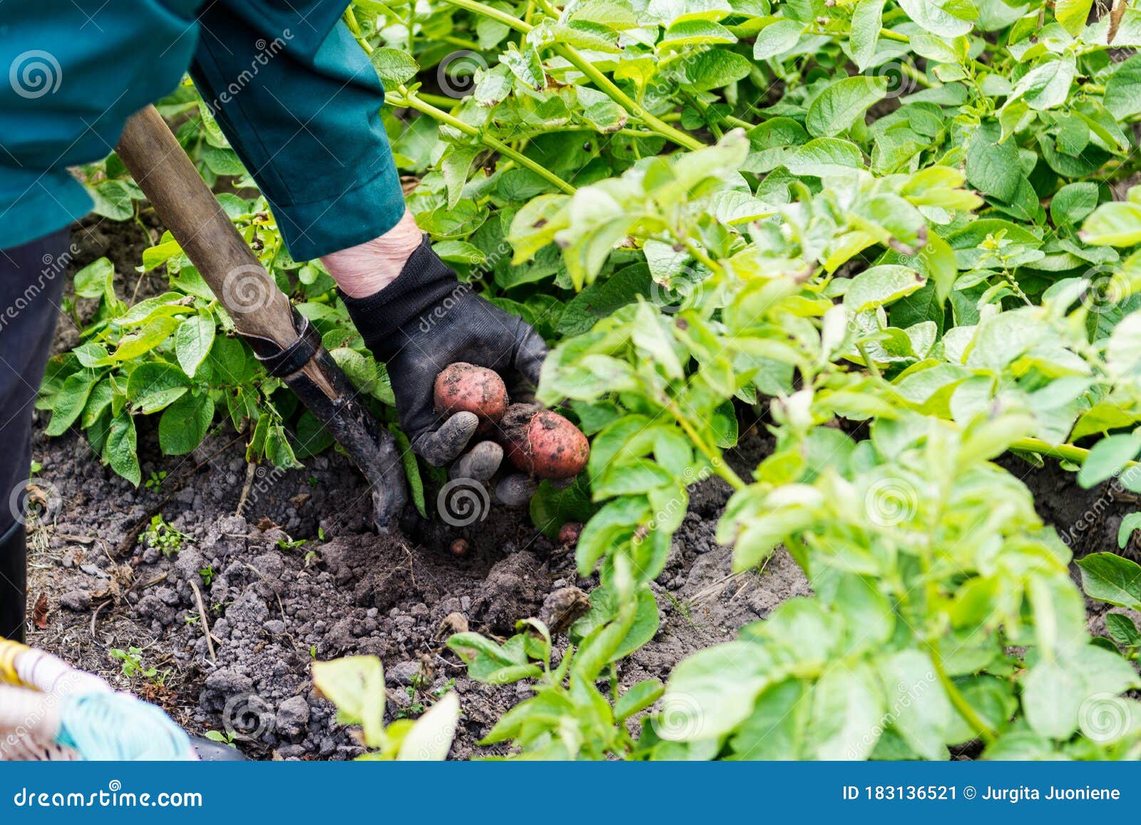 Worker is Digging Up Potatoes in the Field 库存图片 - 图片 包括有 秋天, 现有量: 183136521