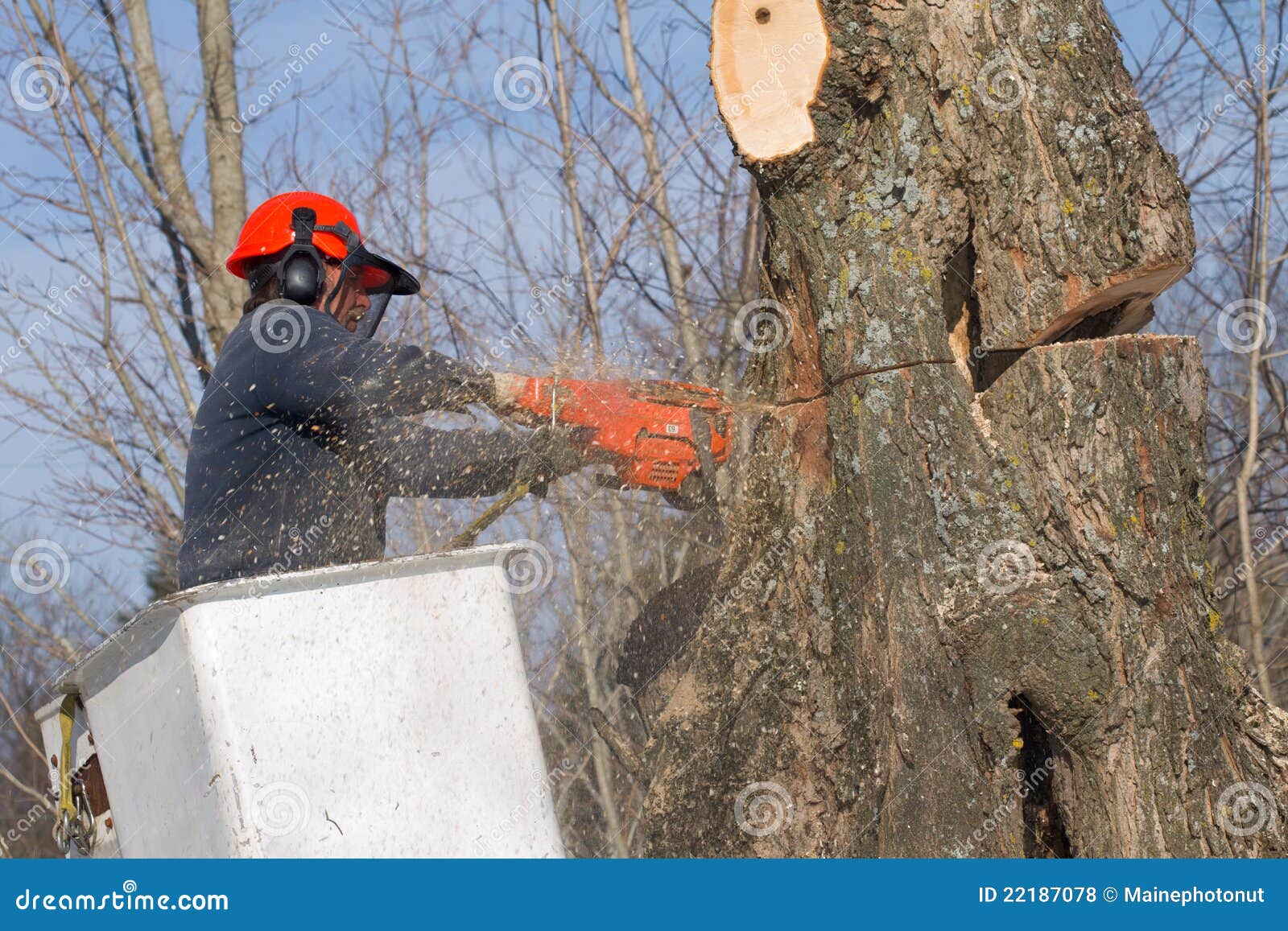 Worker felling maple tree stock photo. Image of blue - 22187078