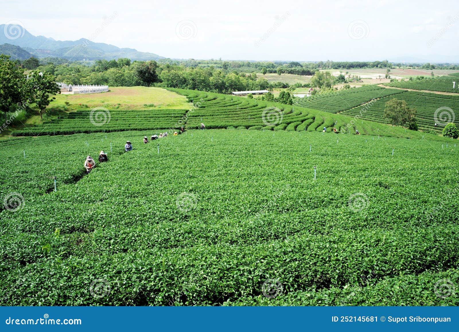 Field of tea stock image. Image of lively, asia, assam - 252145681