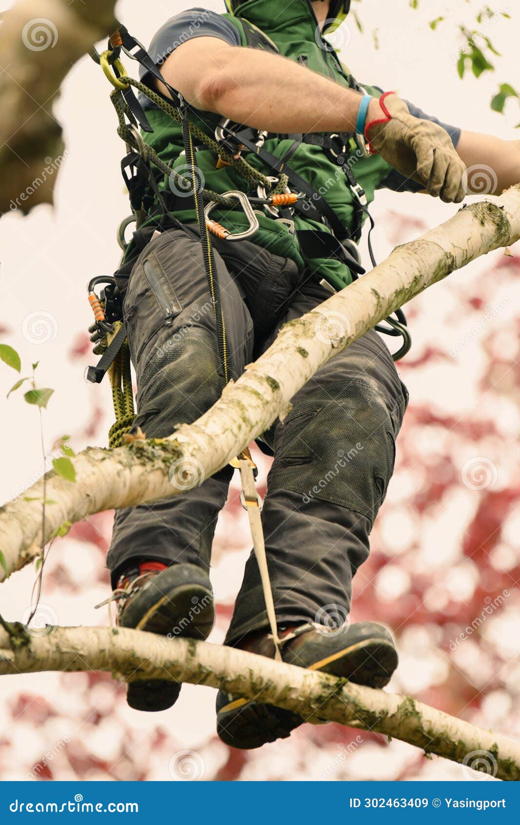 Man Climber on a Tree To Trim Branches Stock Image - Image of fastening ...