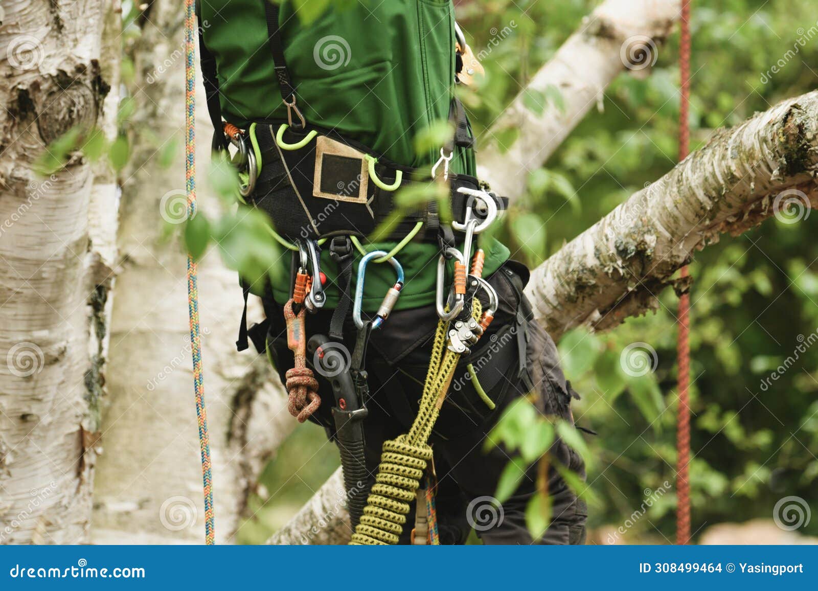 Man Climber on a Tree To Trim Branches Stock Photo - Image of ...
