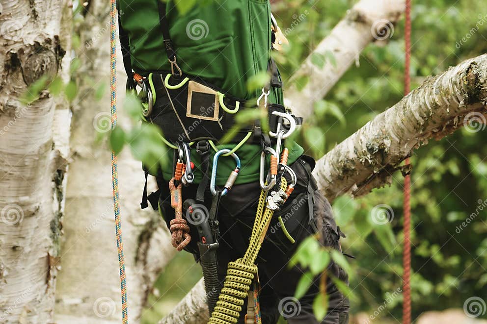 Man Climber on a Tree To Trim Branches Stock Photo - Image of ...