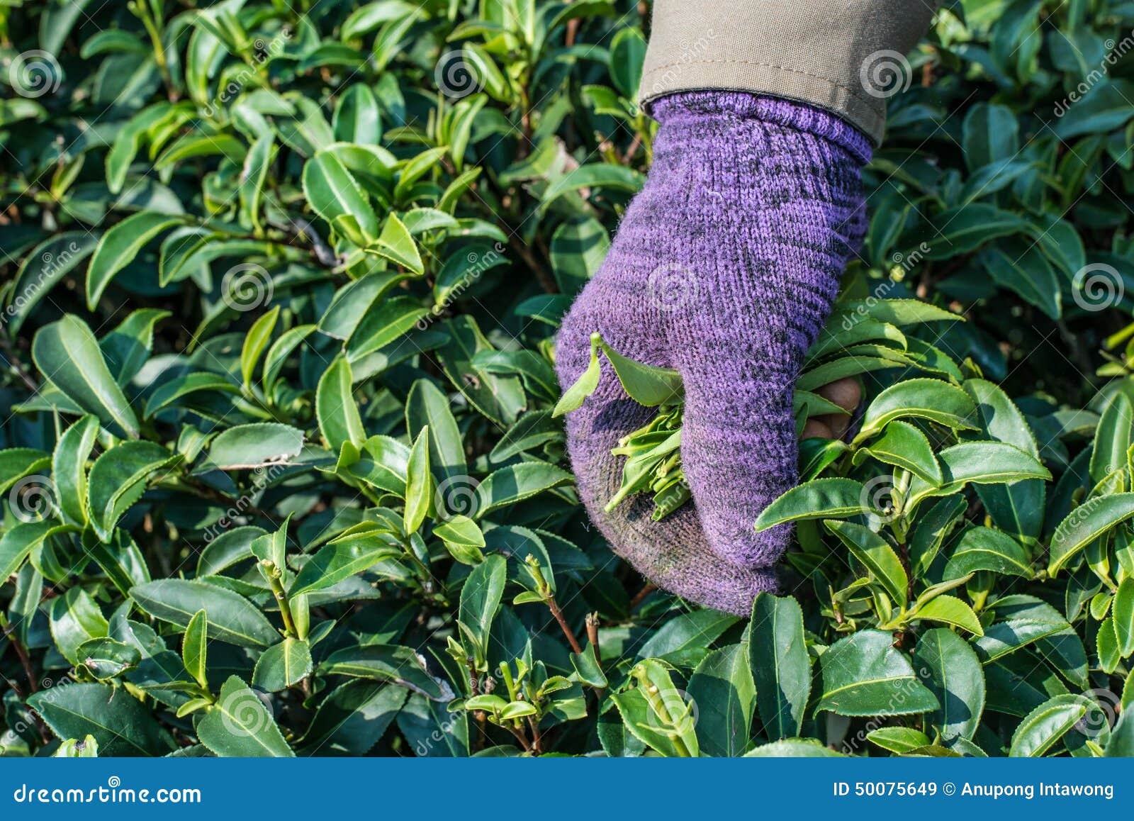 The Worker Hand Pick Up Green Tea Leaves Stock Image - Image of ...