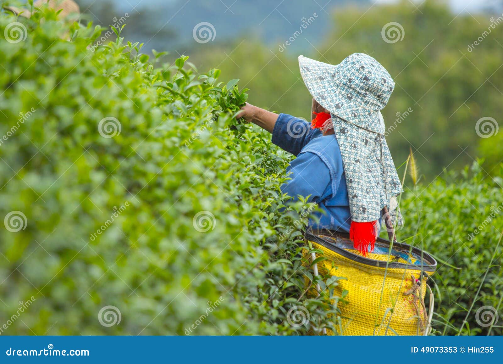 Worker Harvesting Green Tea Editorial Stock Photo - Image of tourism ...