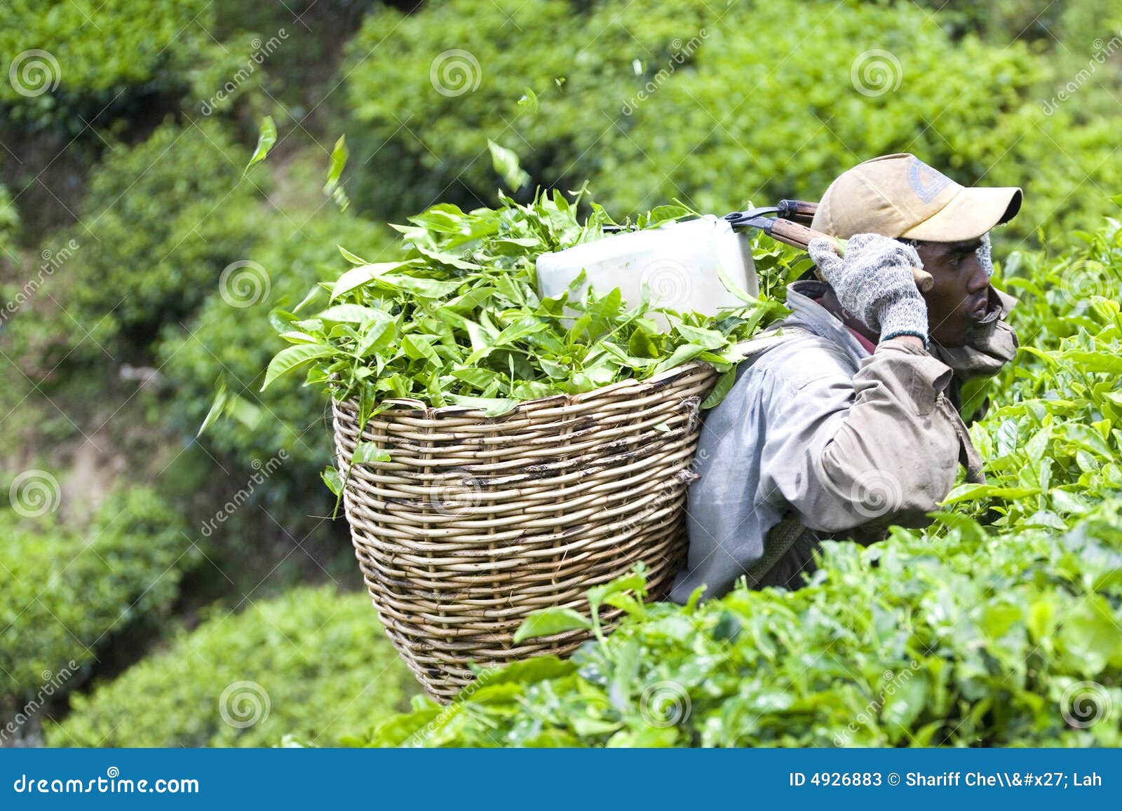 Worker Harvesting Tea Leaves Editorial Stock Photo - Image of ...
