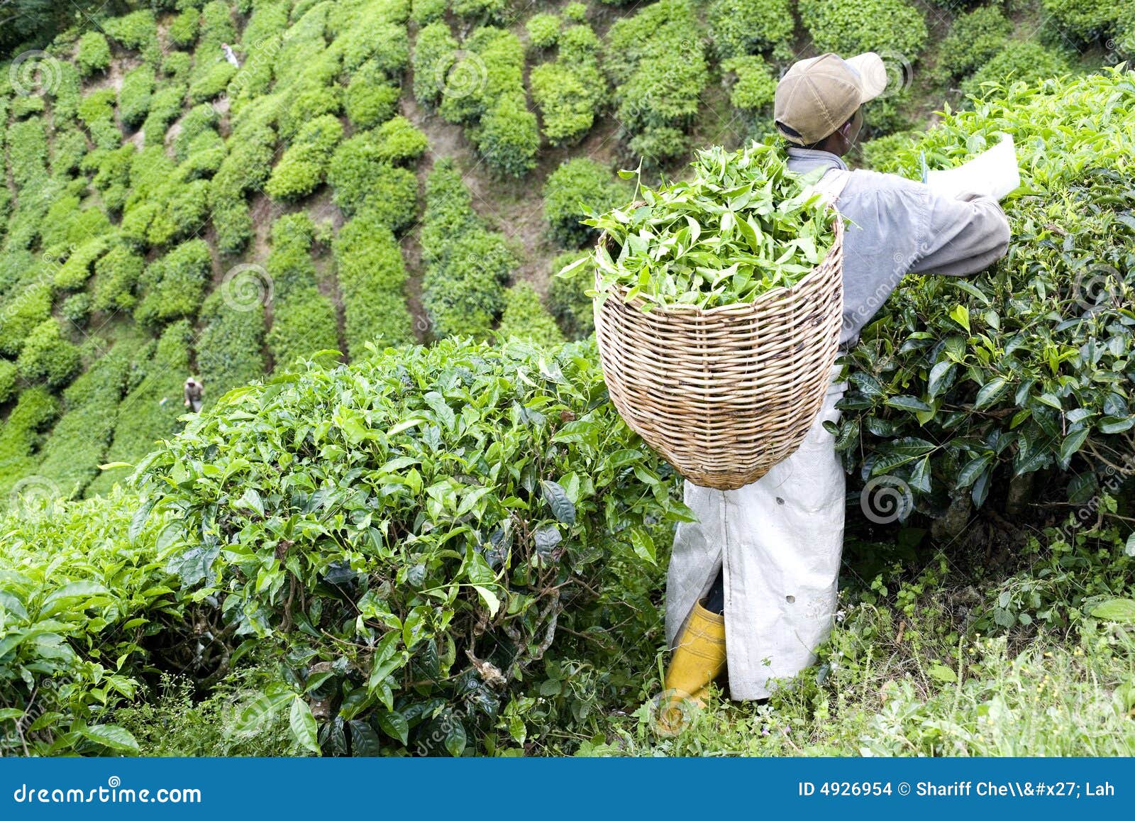 Worker Harvesting Tea Leaves Editorial Stock Image - Image of health ...