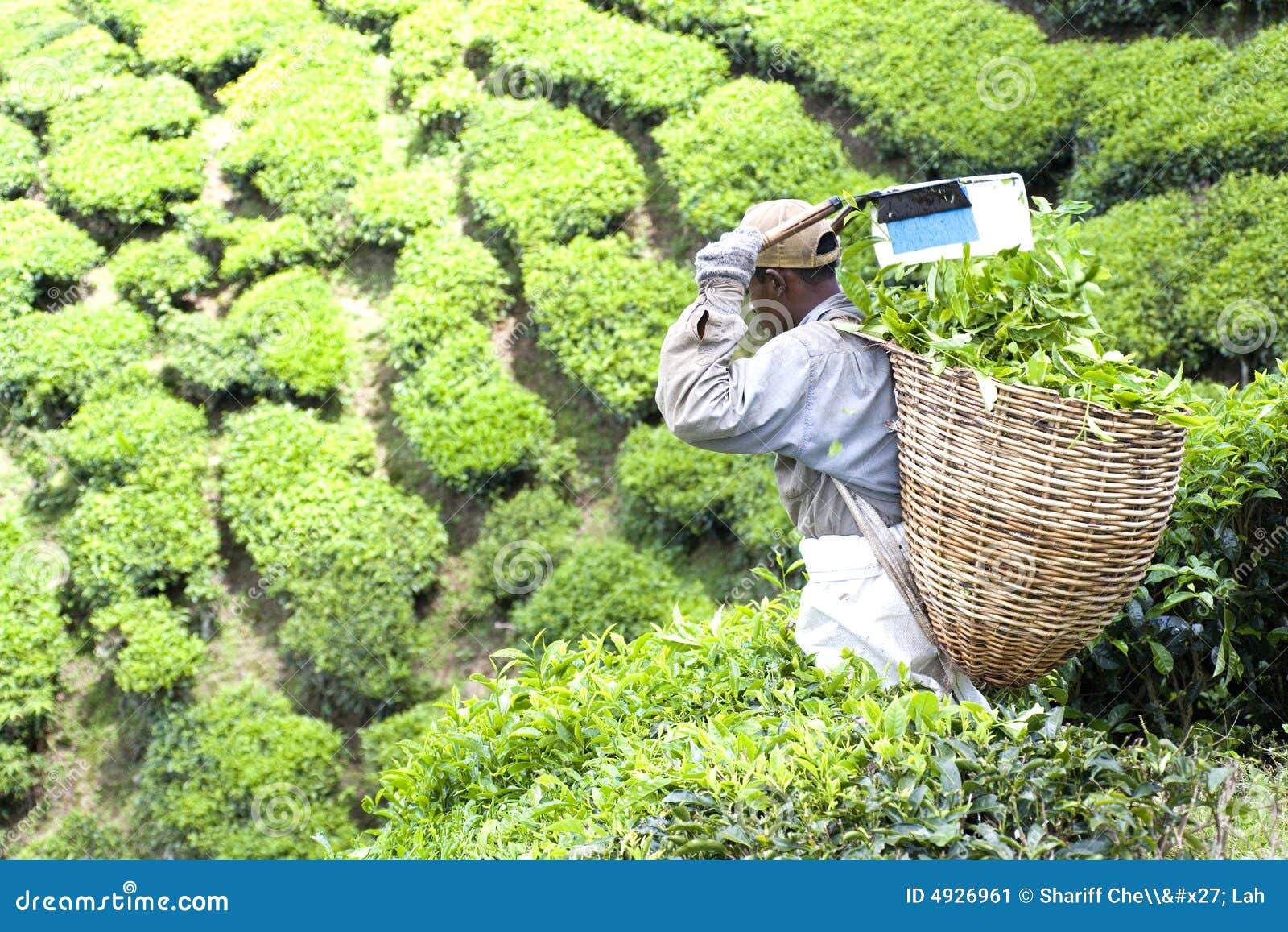 Worker Harvesting Tea Leaves Editorial Photo - Image of container, grow ...