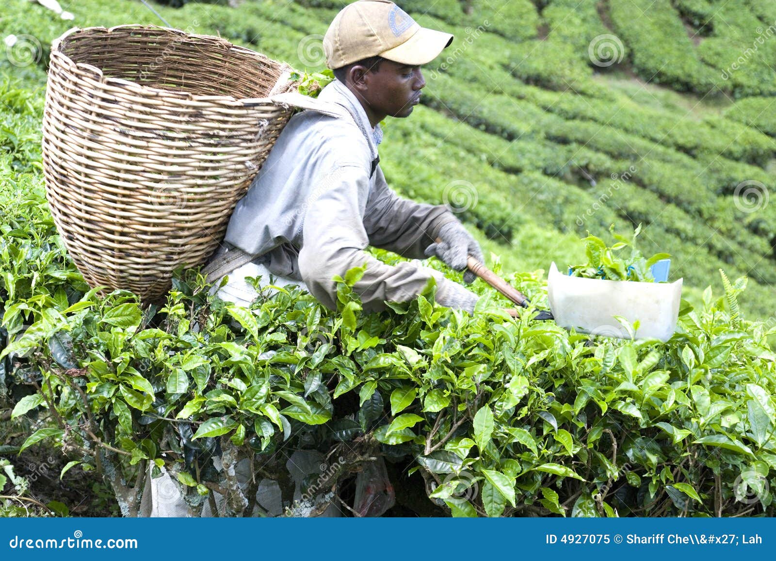 Worker Harvesting Tea Leaves Editorial Image - Image of landscape ...