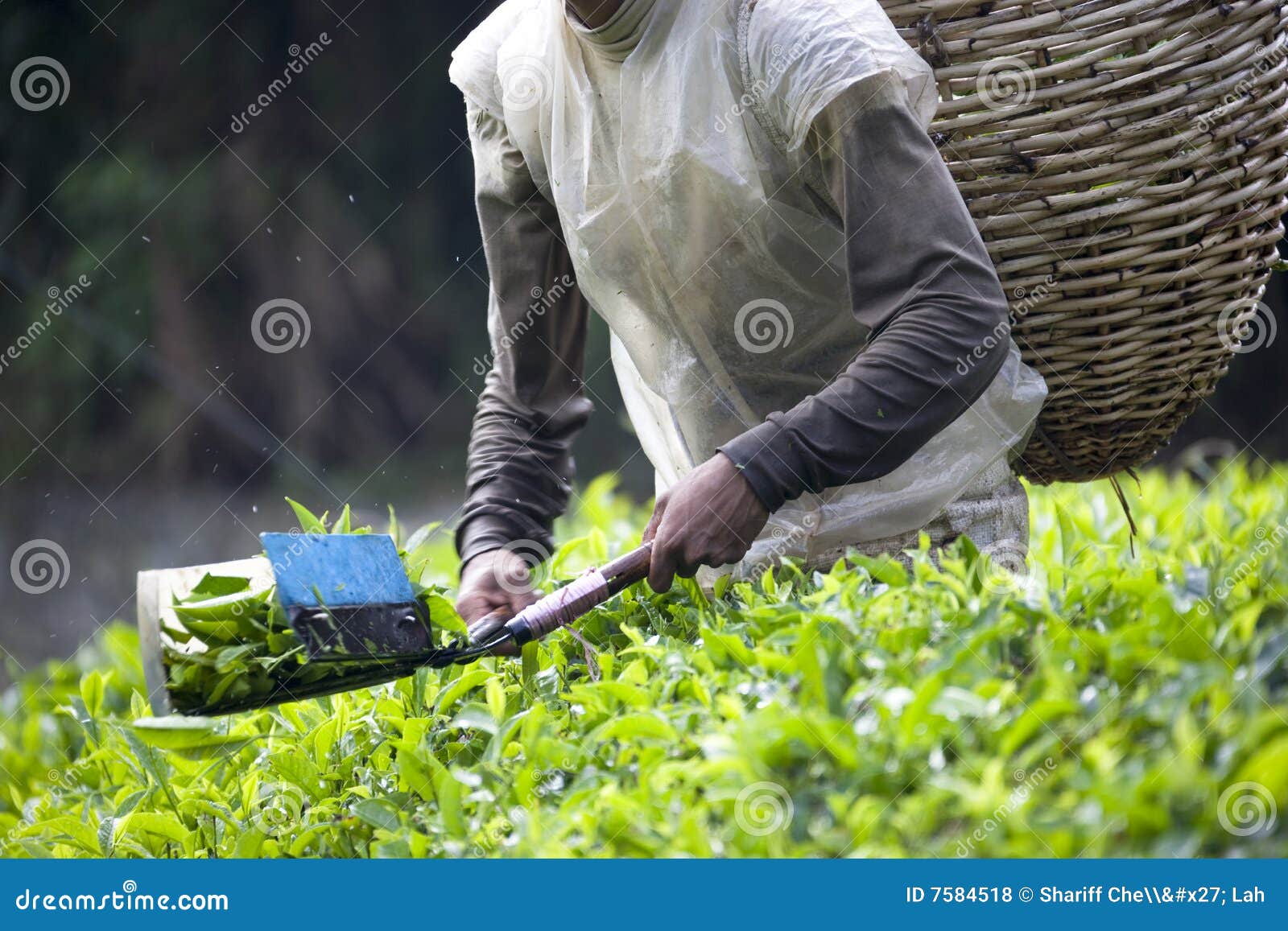 Worker Harvesting Tea Leaves Stock Photo - Image of container, growing ...