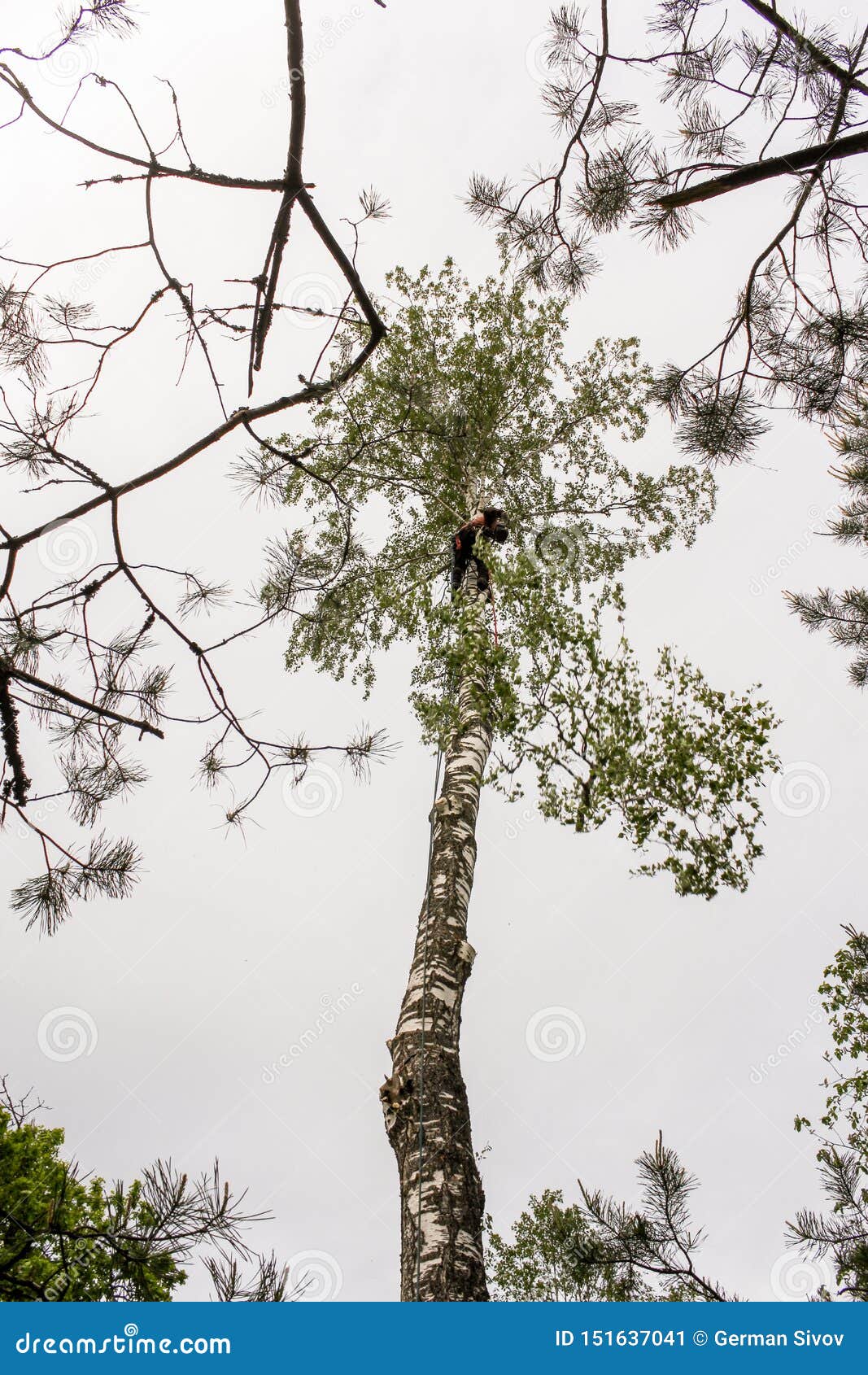 Worker on a High Tree Dropping Branches Stock Image - Image of manual ...
