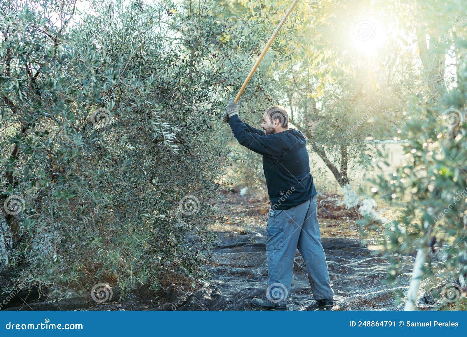 Worker Hitting the Branches of an Olive Tree with a Wooden Stick Stock ...