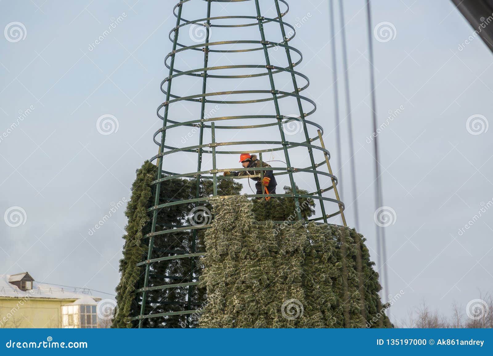 Worker at the Installation of the Christmas Tree Stock Photo - Image of ...