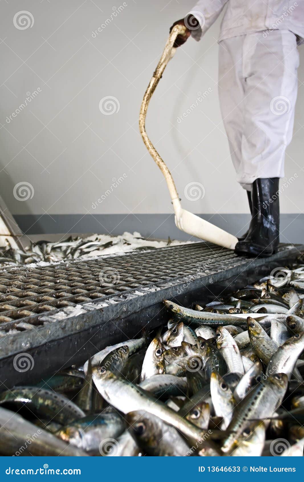 Worker Looking at Fish Selection Stock Image - Image of factory, gloves ...