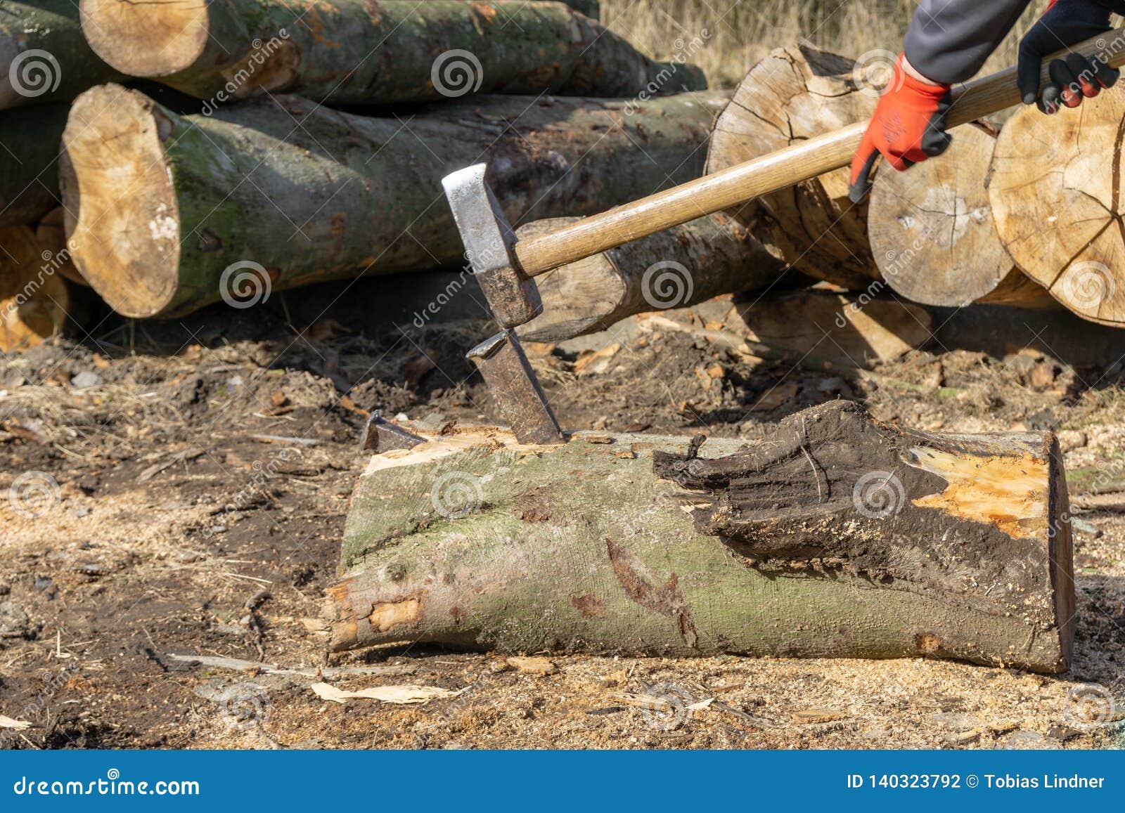 Lumberjack Chops or Cuts Tree-trunk with Axe and Wedge Stock Photo ...