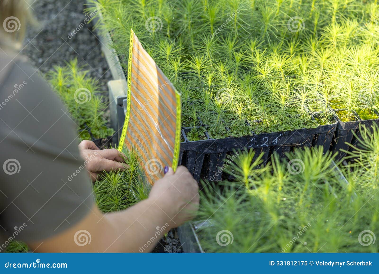 The Worker Measures the Growth of the Pine Tree Seedlings with a ...