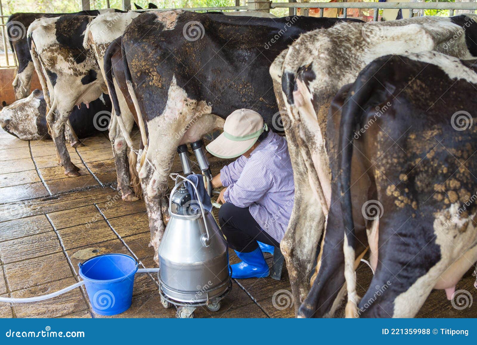 Two Buckets Of Milk In The Hands Of A Miller Of Cows. Organic Food ...
