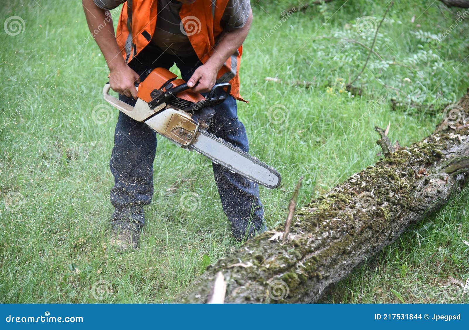 A Man Saws a Tree with a Chainsaw, Harvesting Firewood. Stock Photo ...