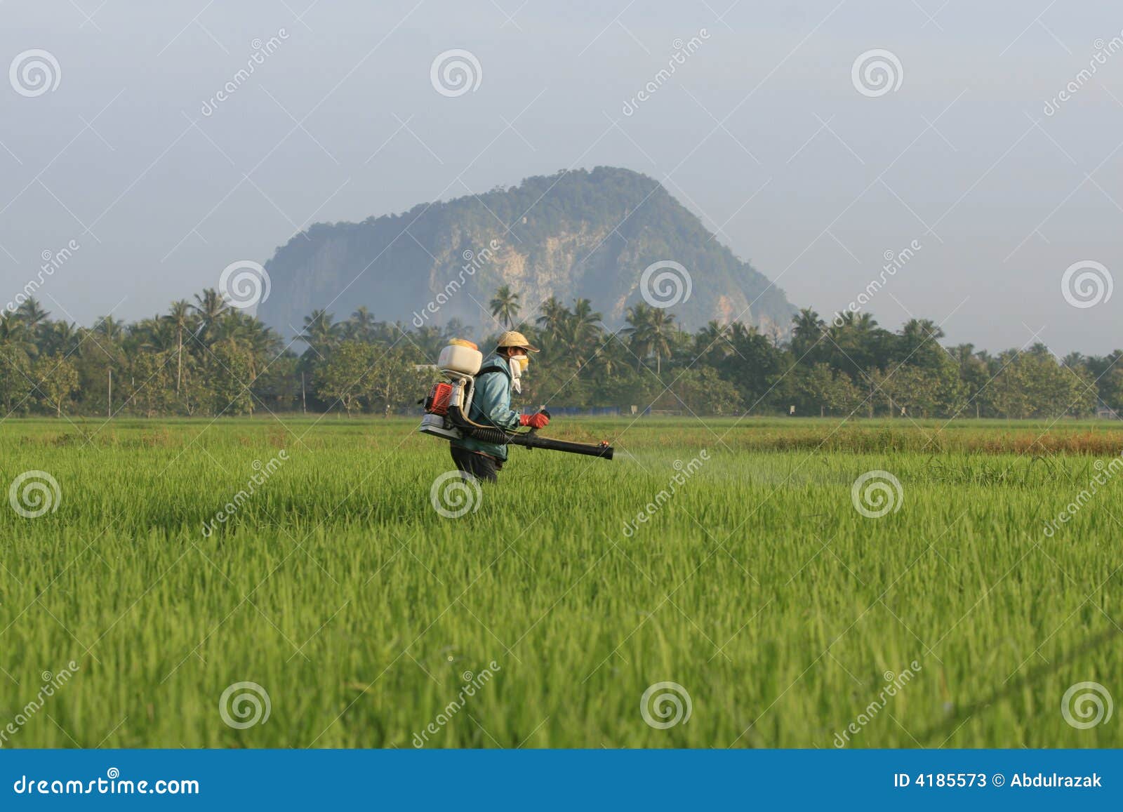 Worker in Paddy Field, Rice View Stock Image - Image of traditionally ...