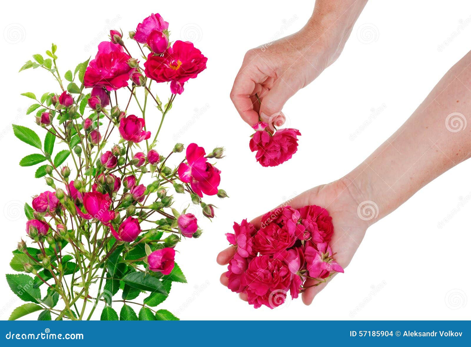 Worker Pick Flowers of Pink Roses Stock Photo - Image of rose, flower ...