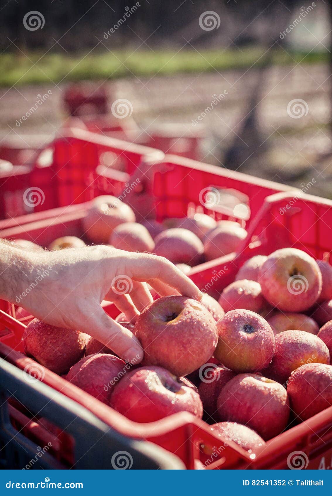 Annurca Apple Stock Photos - Free & Royalty-Free Stock Photos from ...