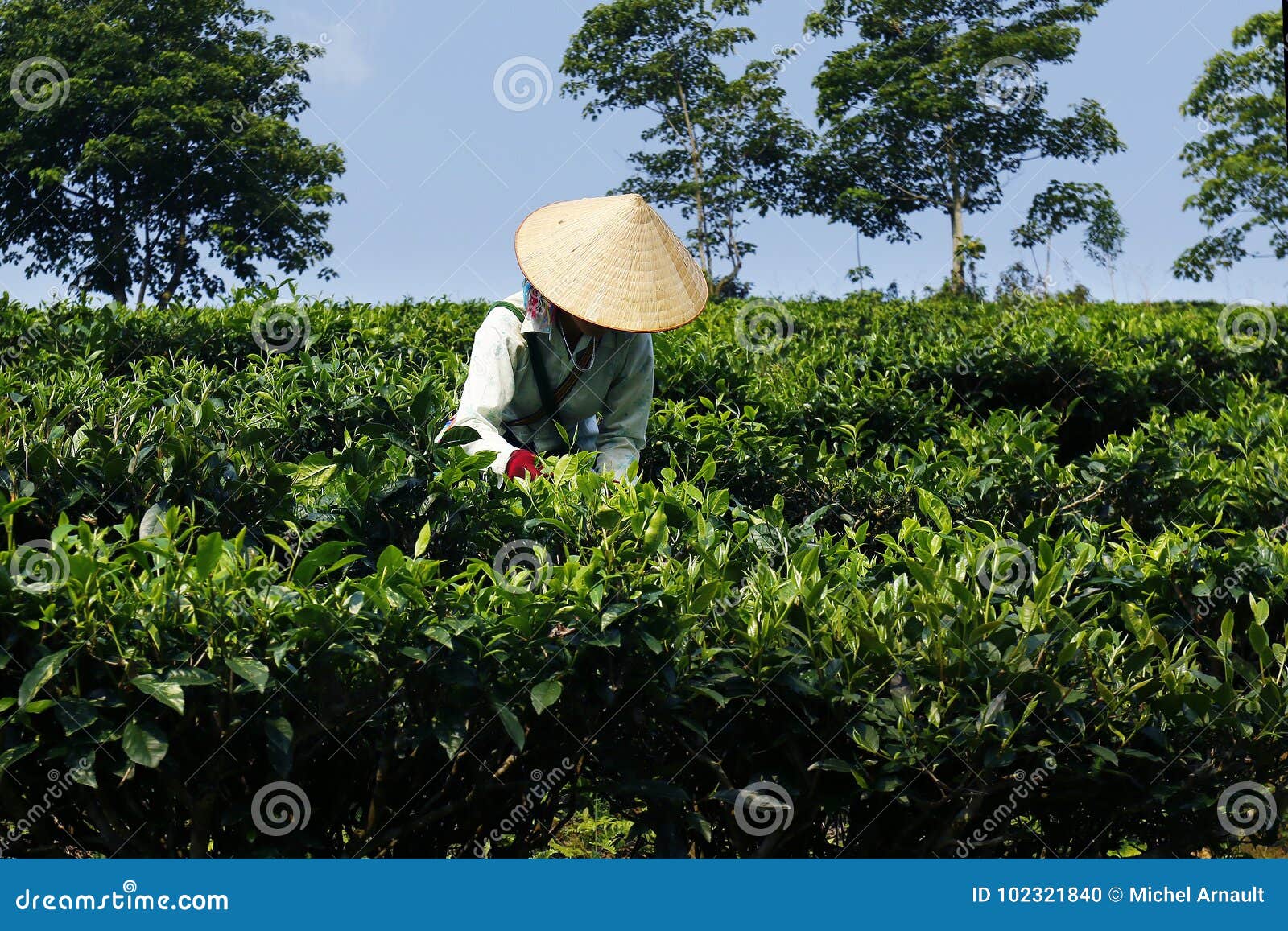 Worker in tea plantation editorial image. Image of garden - 102321840