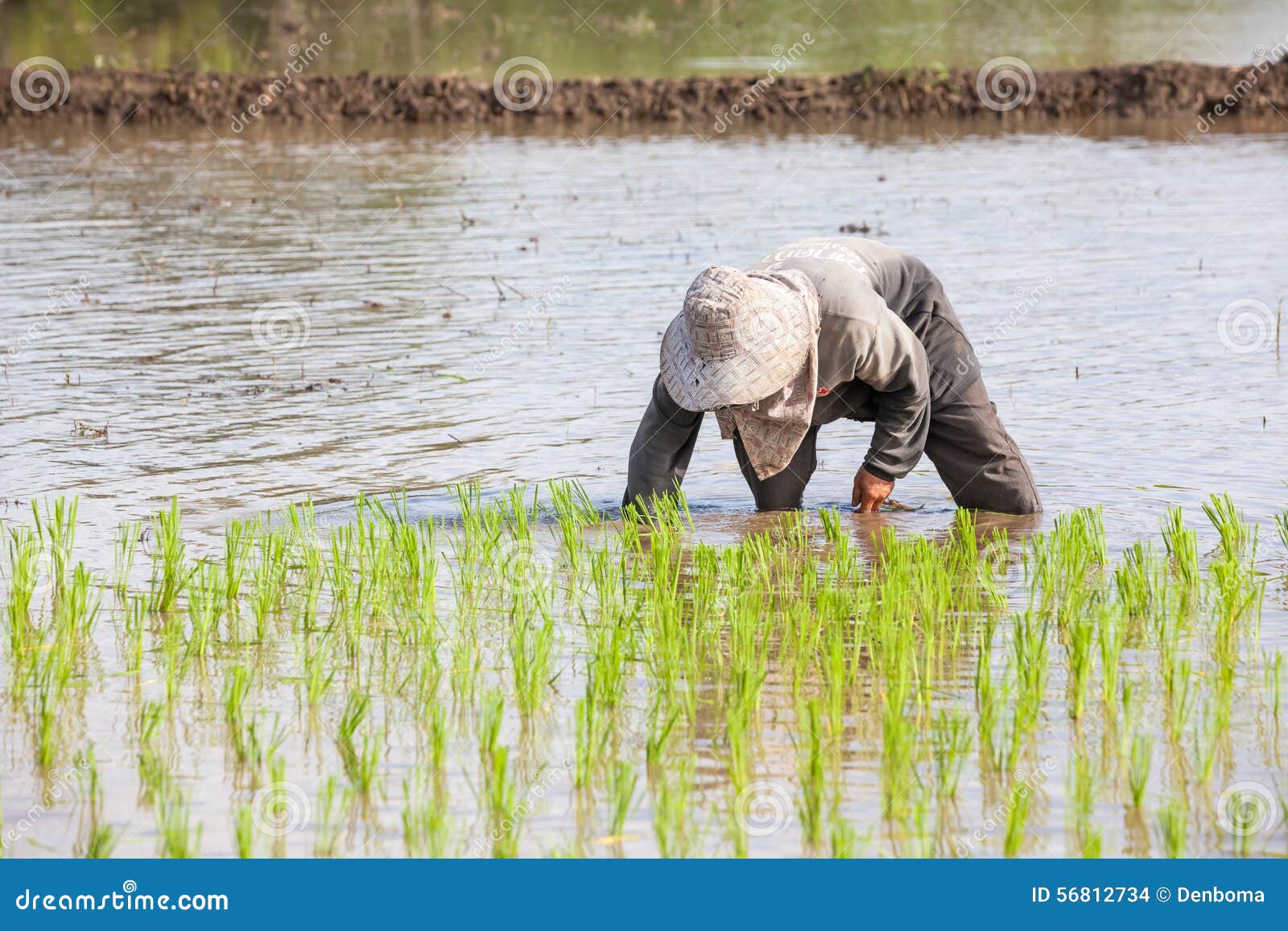 Worker plant rice stock photo. Image of organic, asian - 56812734