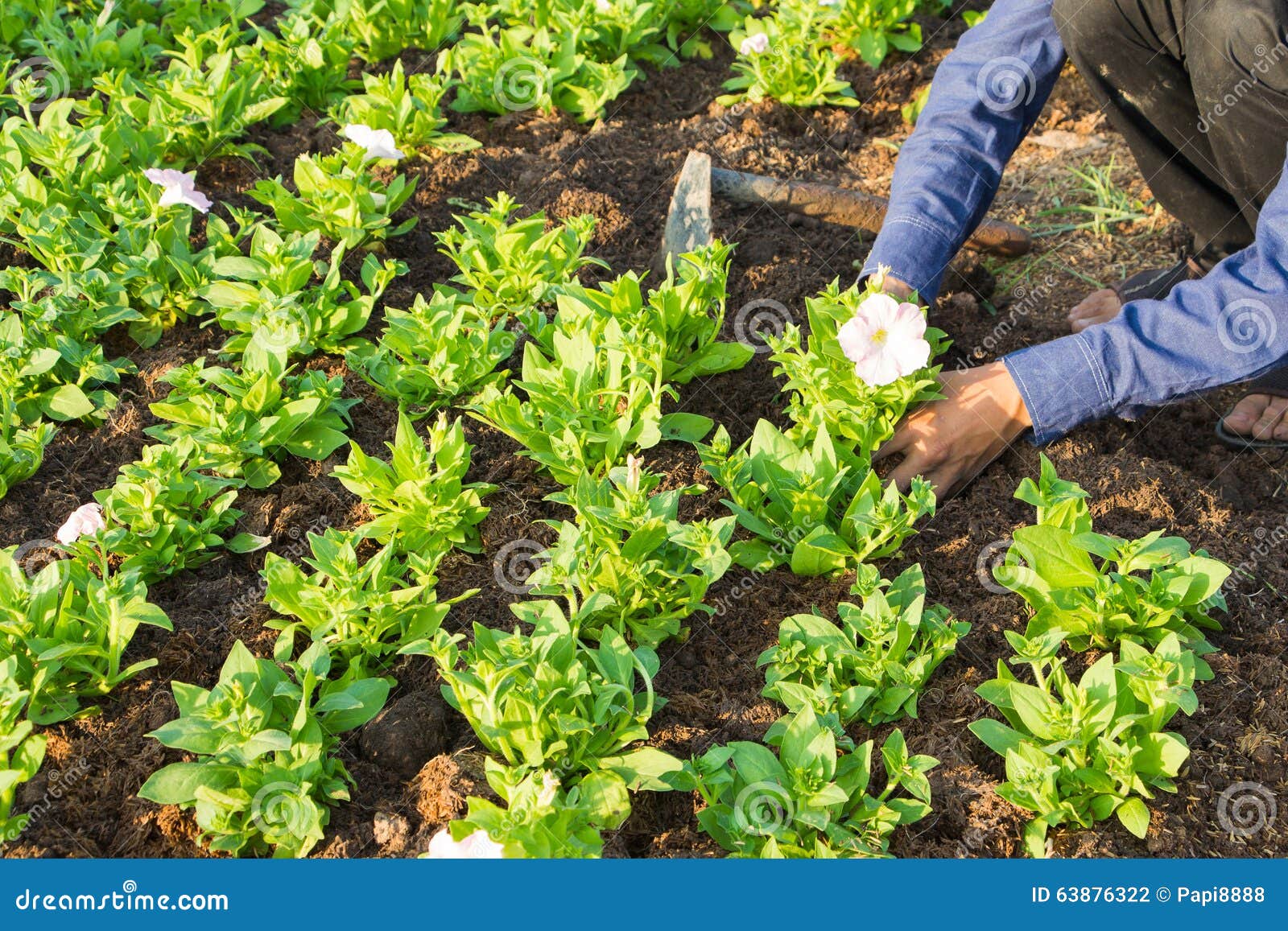 Worker Planting Flowers in a Garden Stock Photo - Image of glove ...