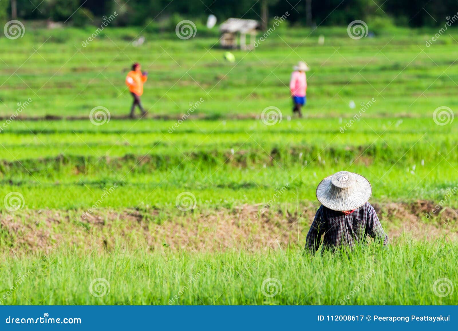 Worker Planting Rice in the Field. Editorial Photography - Image of ...