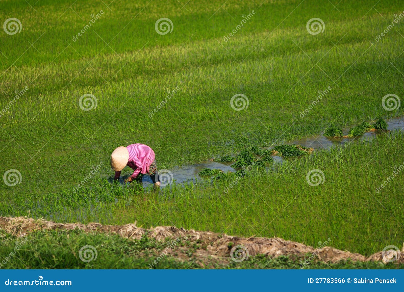 Worker Planting Rice on a Paddy Field in Vietnam Editorial Photo ...