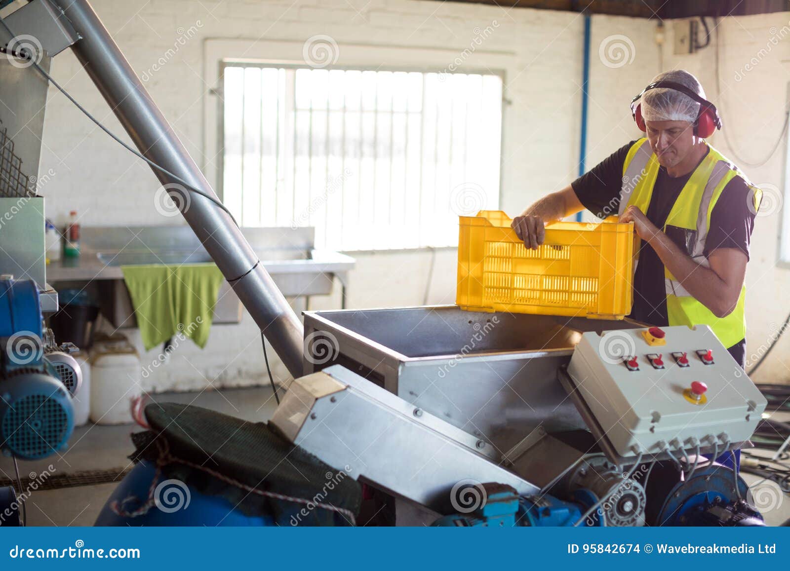 Worker Processing Olives in Machine Stock Photo - Image of focused ...