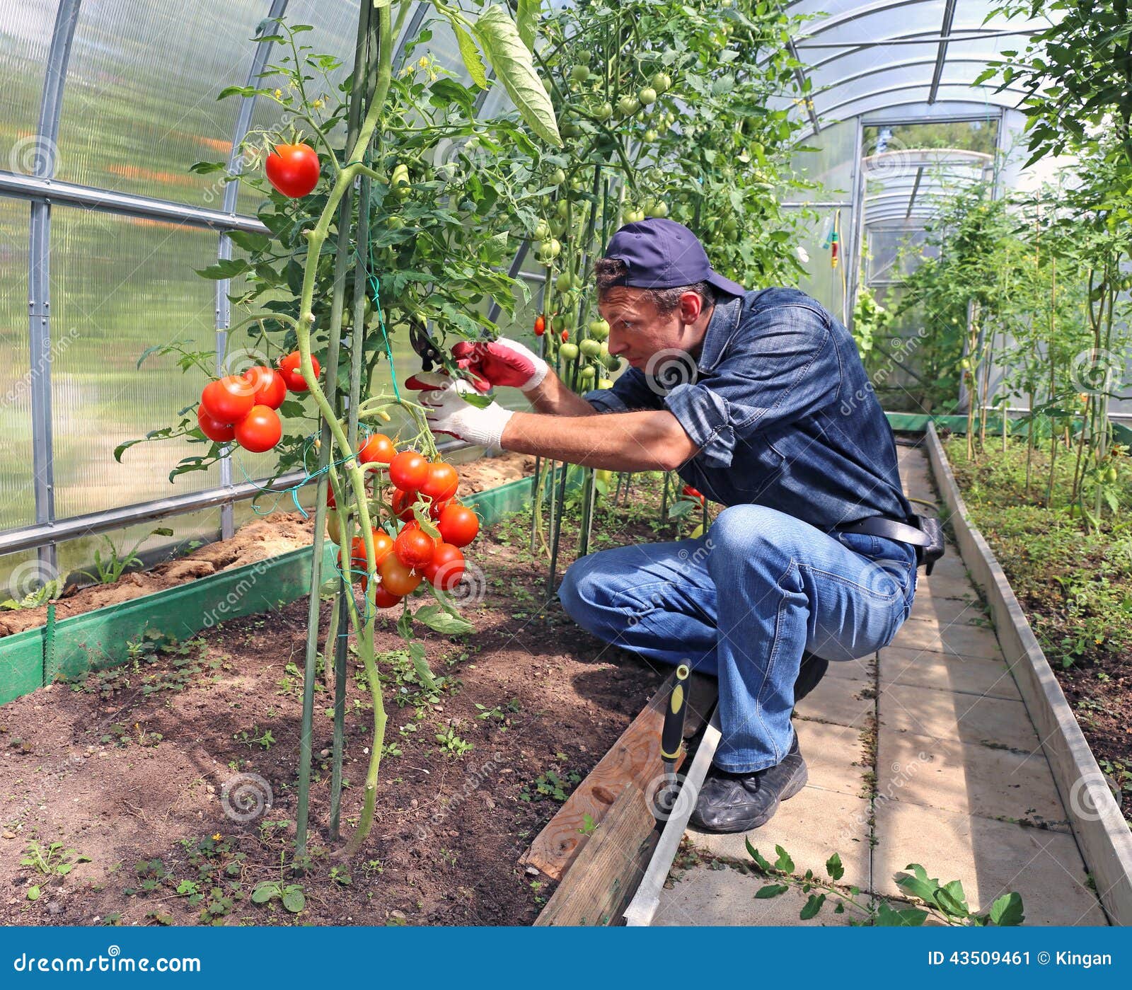 Worker Processing the Tomatoes Bushes in the Greenhouse of ...