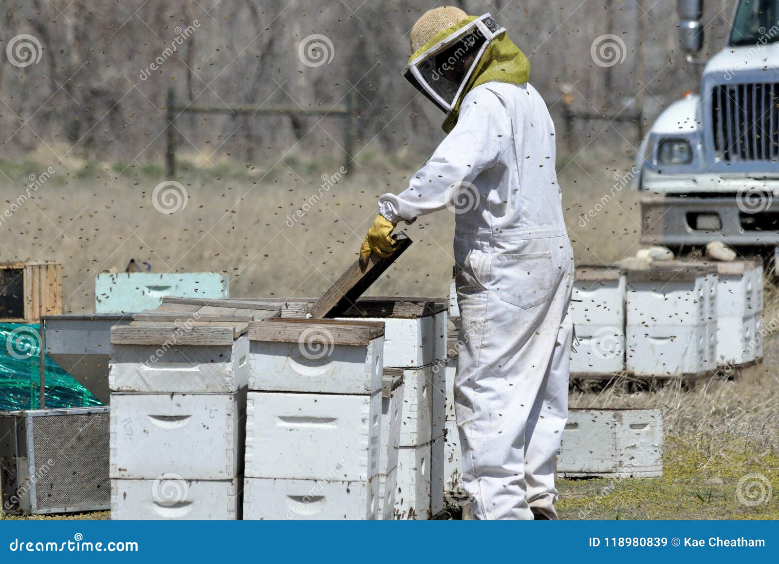 Beekeeper Checking a Hive for Productivity. Stock Image - Image of ...