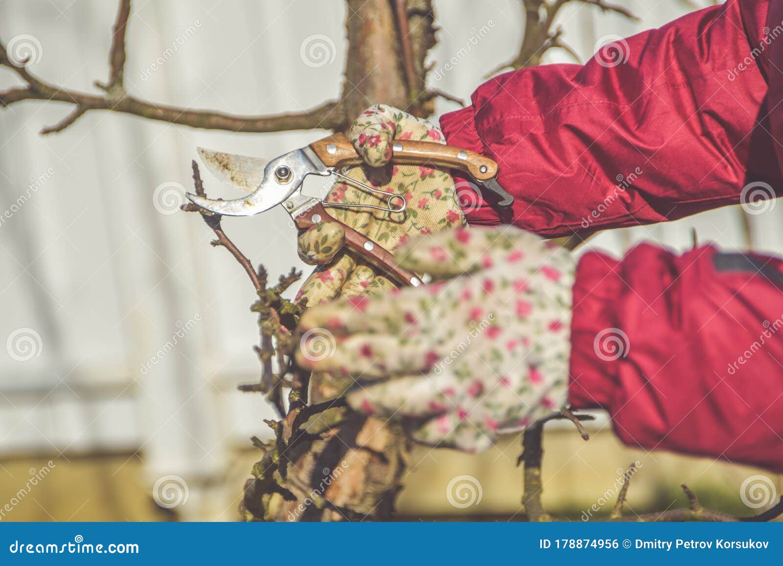 Worker Pruning Garden Trees in Spring Stock Photo - Image of farmer ...